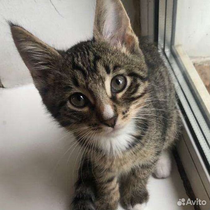 Замечательный котёнок мальчик в добрые руки