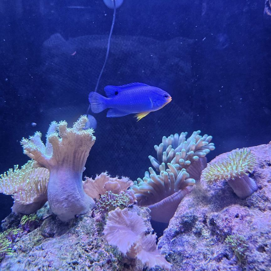 Морские рыбки