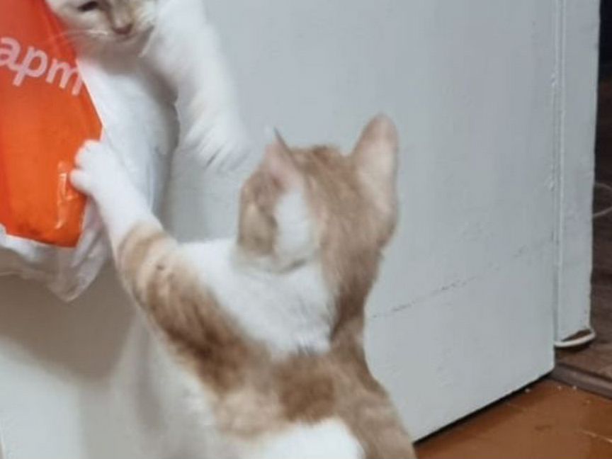 Кошка