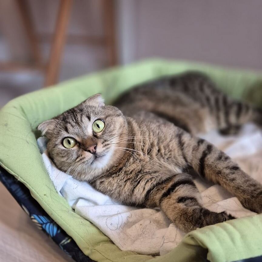 Кошки в добрые руки