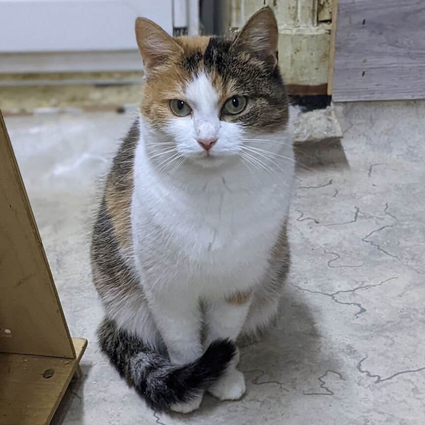 Взрослая кошка в добрые руки