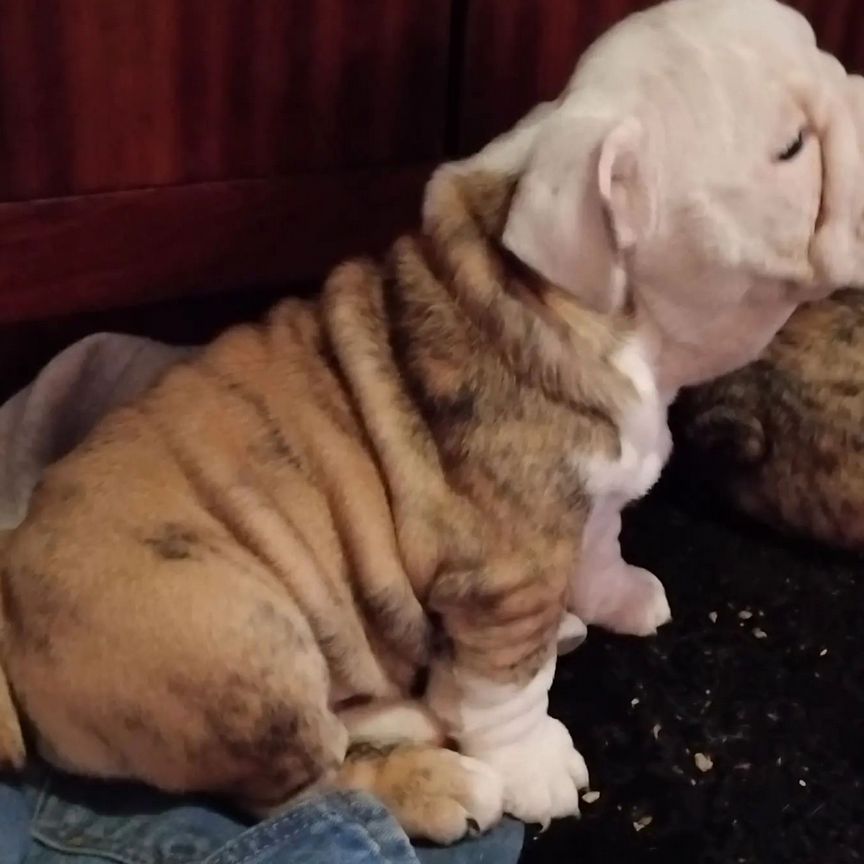 Английский бульдог, щенок