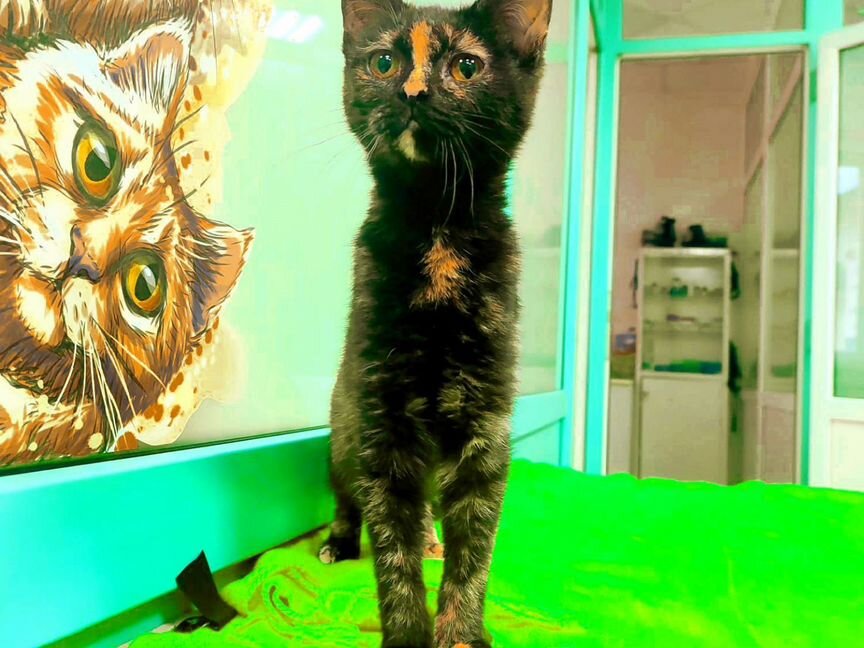 Ириска в добрые руки