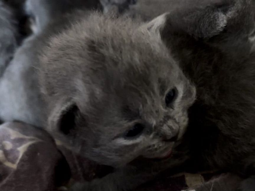 Британские котята