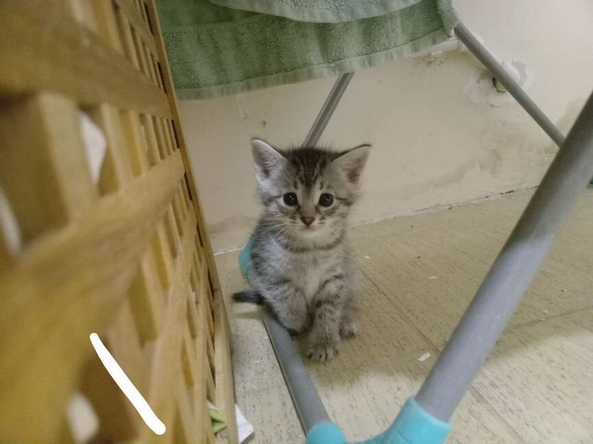 Котенок хочет домой