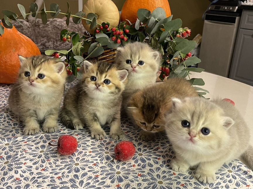 Британские золотые котята