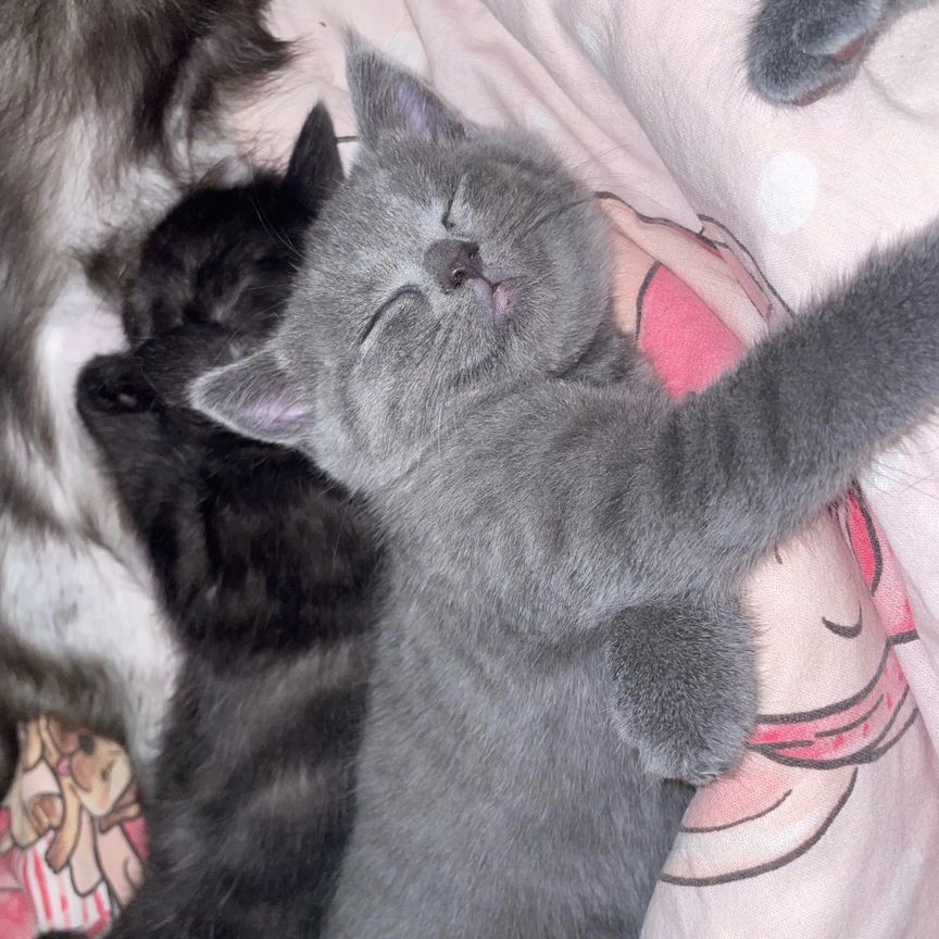 Шотландский вислоухий короткошёрстный котёнок