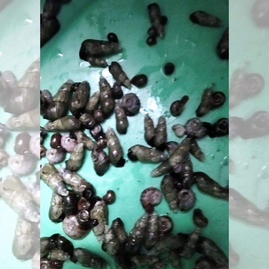 Улитки мелании