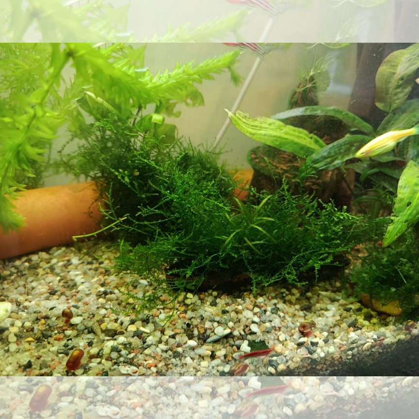 Аквариумные растения