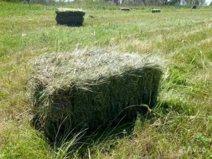 Сено луговое в тюках