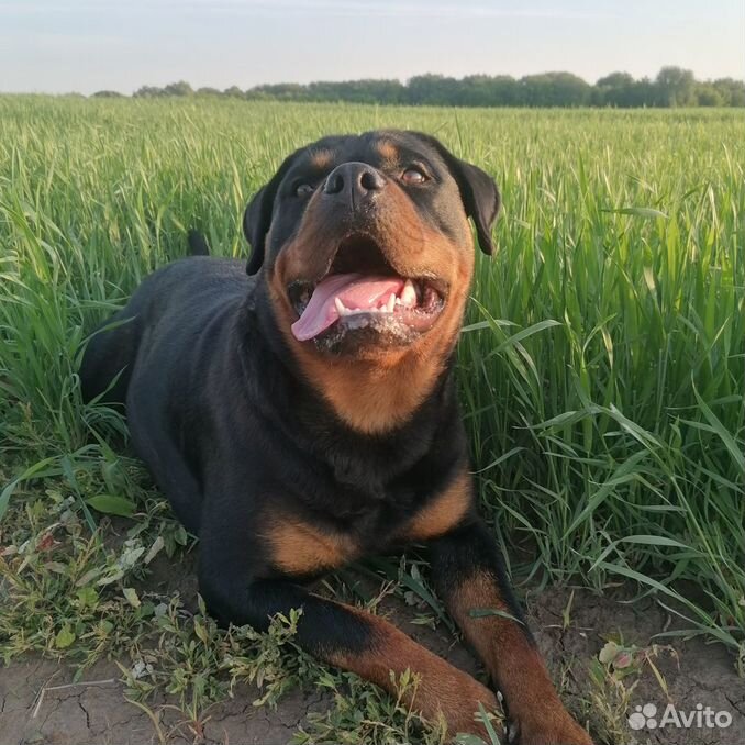 Продаю ротвейлера в разведение