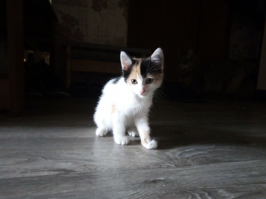 Пристраиваю кошек