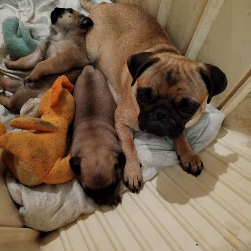 Щенки мопса