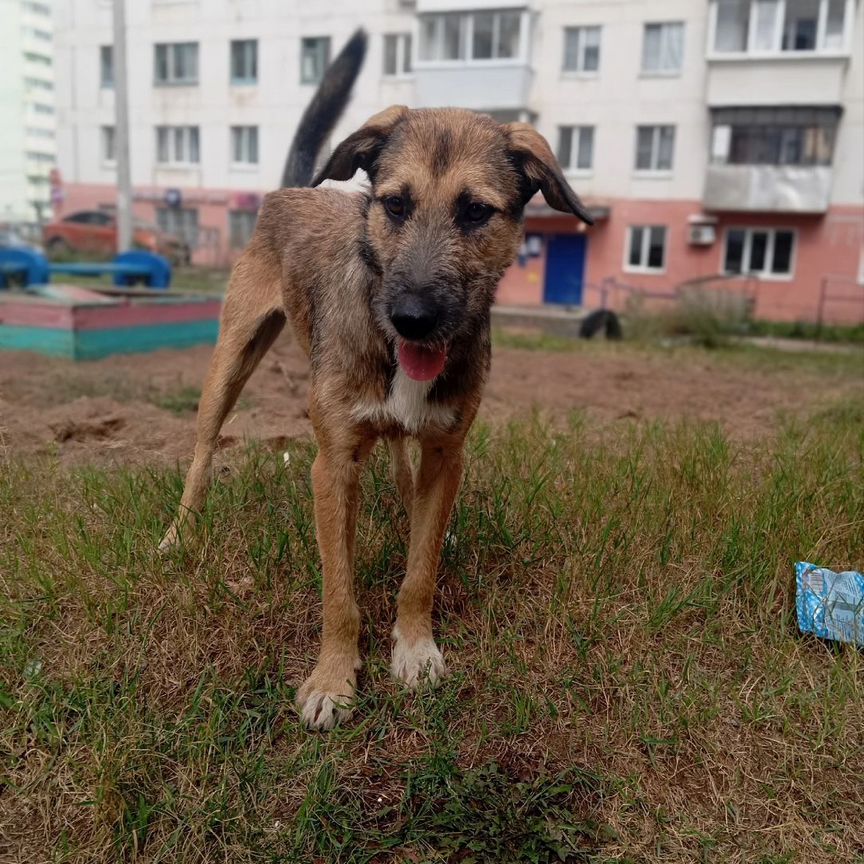 Щенок в добрые руки