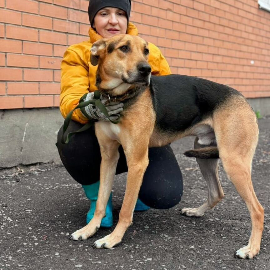 Собака Дастин в добрые руки Кобель черный рыжий