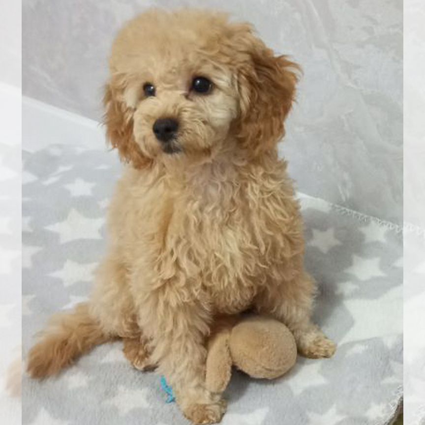 Той-пудель, щенок