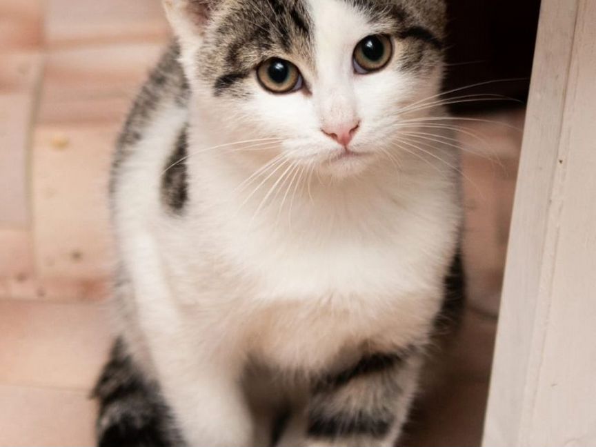Котенок в добрые руки