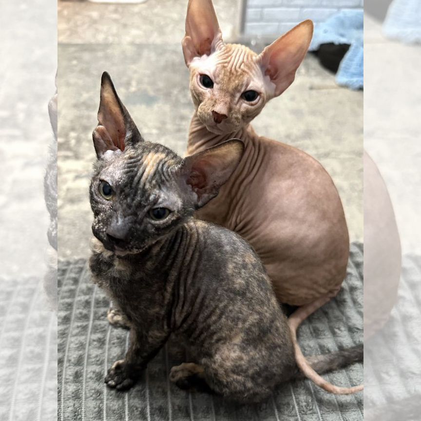 Донской сфинкс котята