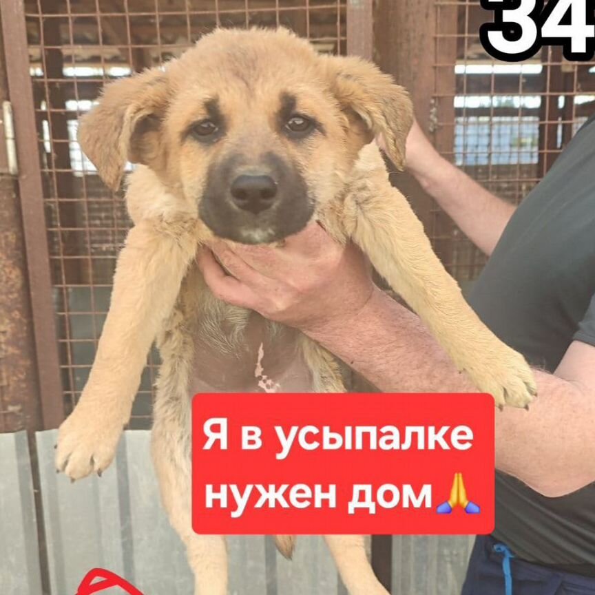Щенок в добрые руки