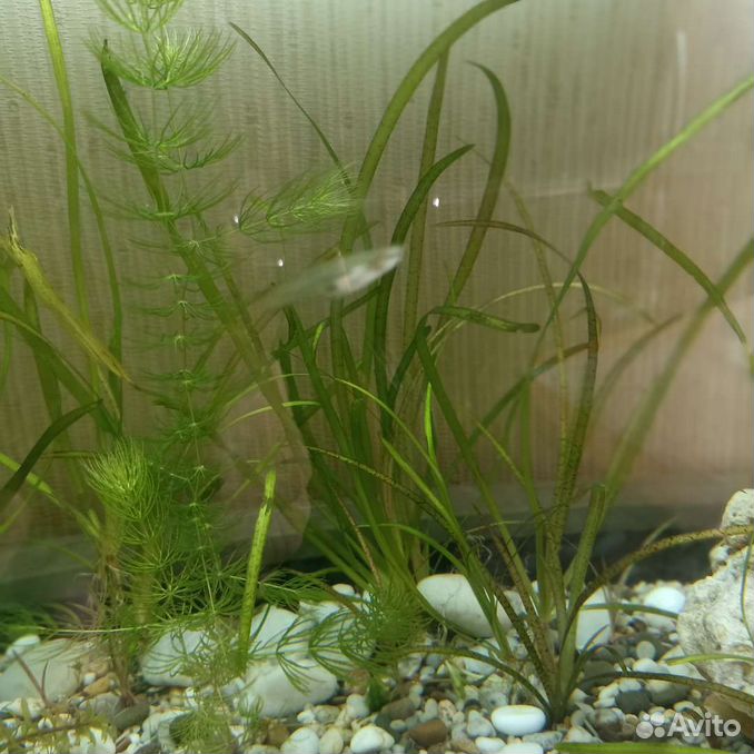 Аквариумное рыбка, гуппи самочка