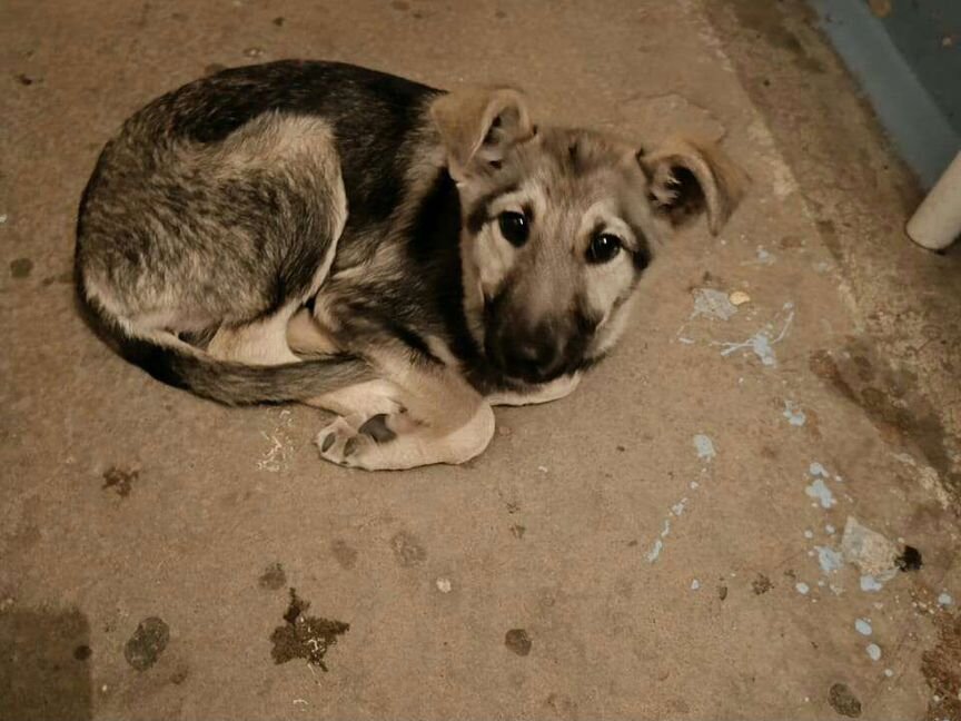 Щенок в подьезде
