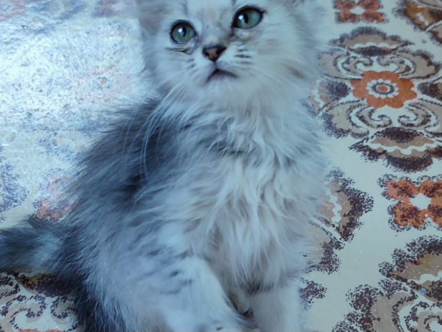 Котята в добрые руки, Крис