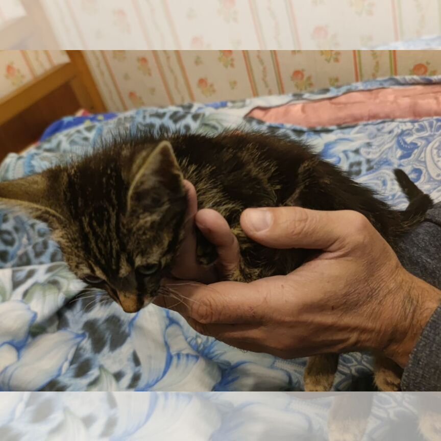 Домашние животные котята бесплатно