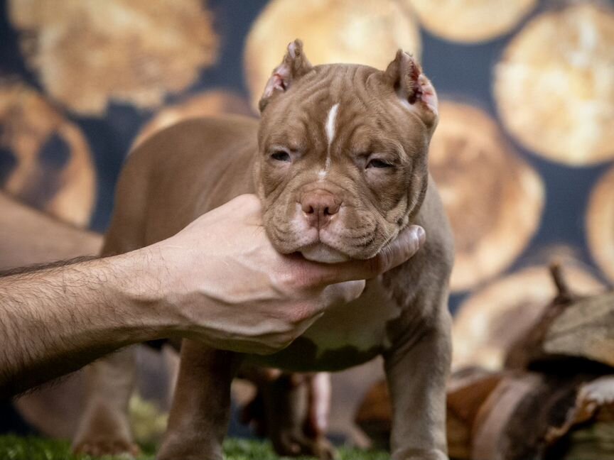 Щенок американский булли