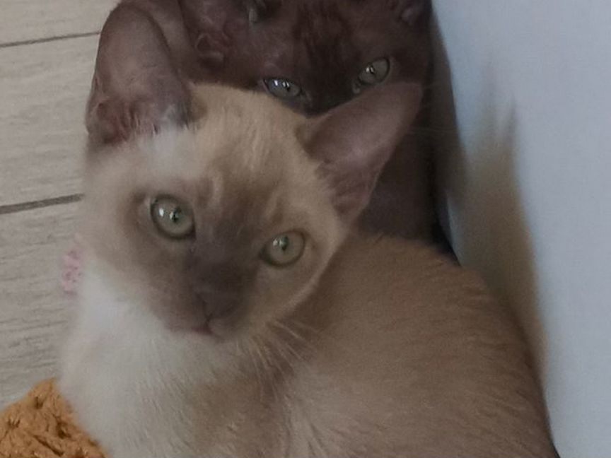 Бурманские Евро