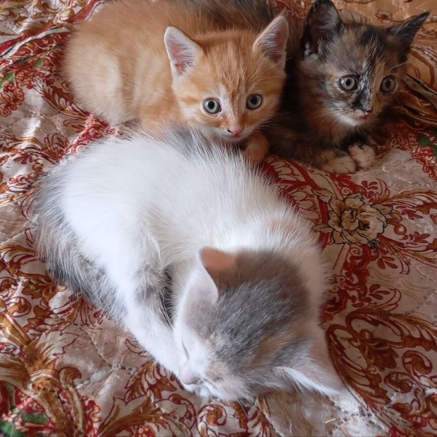Котята super малыши