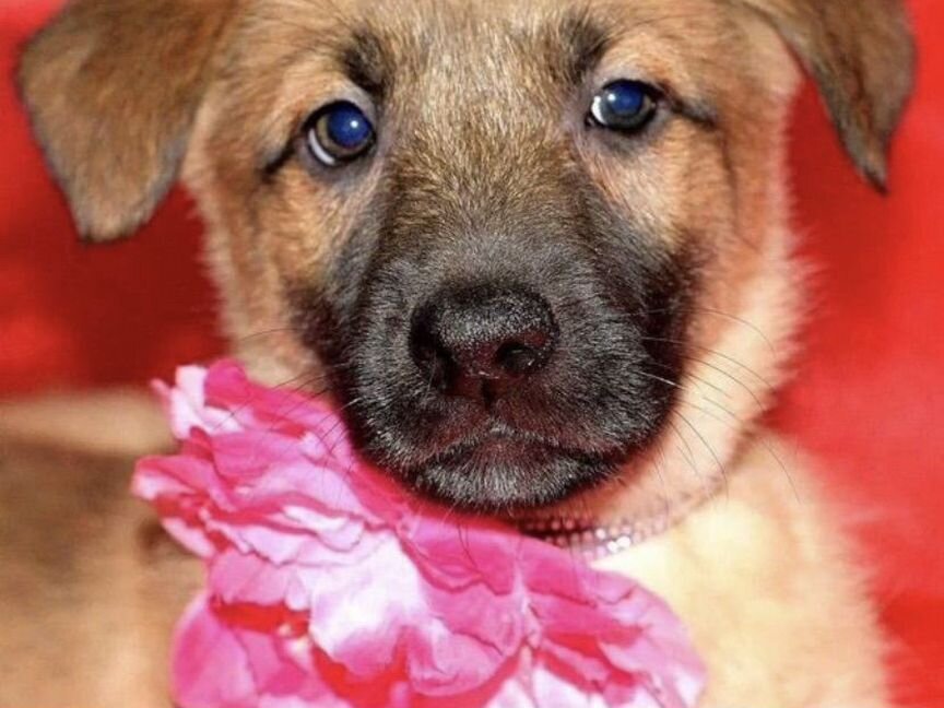 Щенок Баунти девочка. В дар