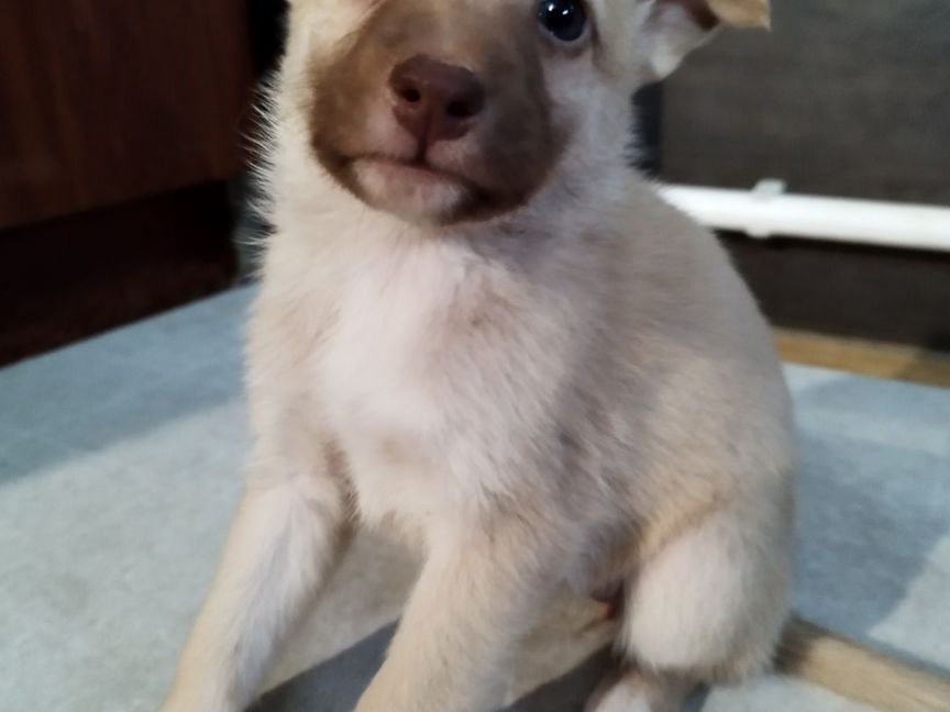 Щенок в добрые руки бесплатно