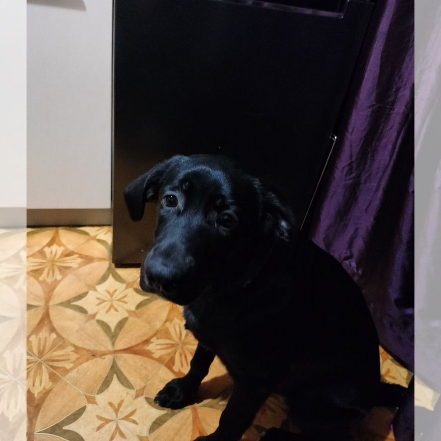 Лабрадор-ретривер, щенок