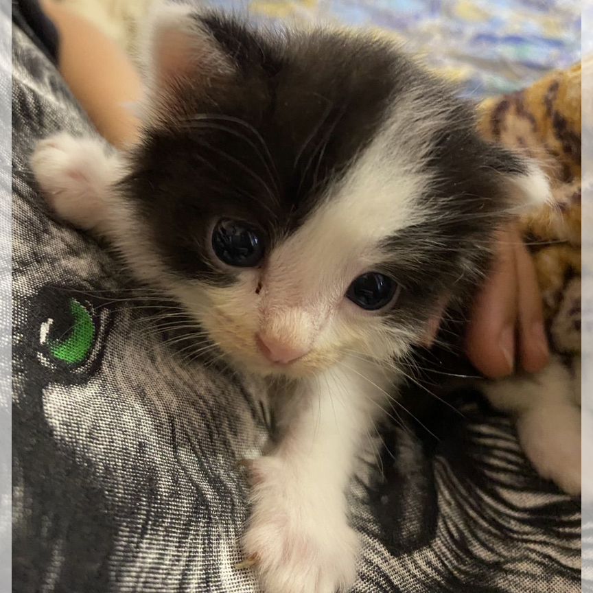 Котёнок в добрые руки