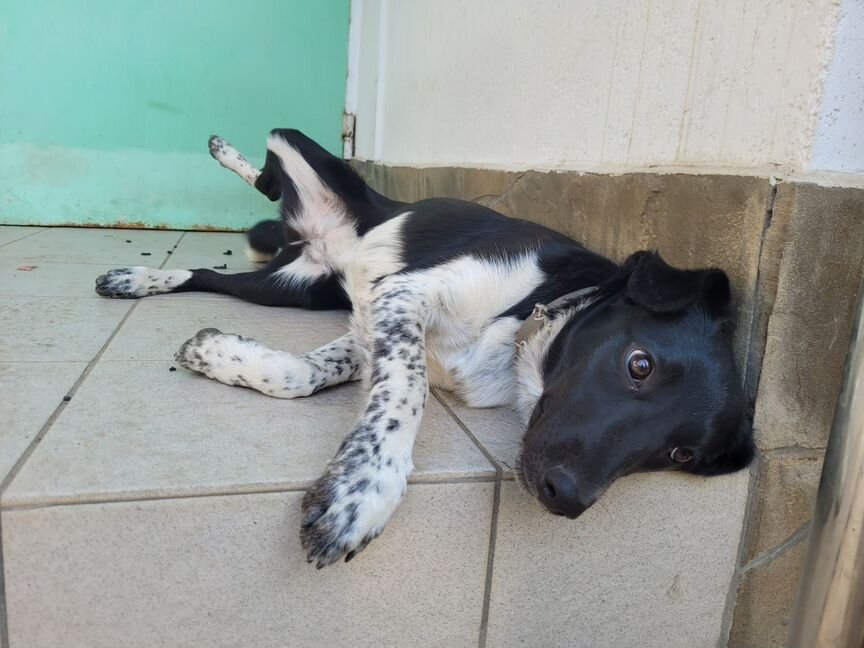Стерилизованная девочка 11 мес. собака средняя