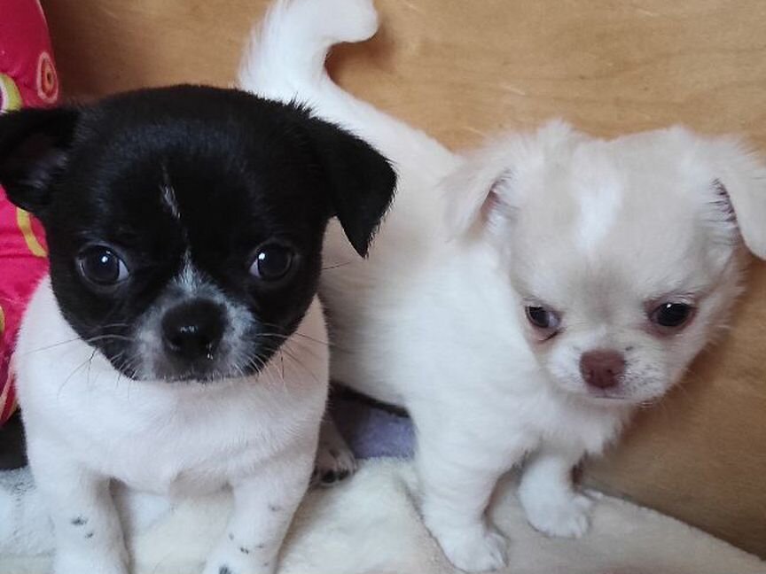 Чихуахуа мальчик бело-черный