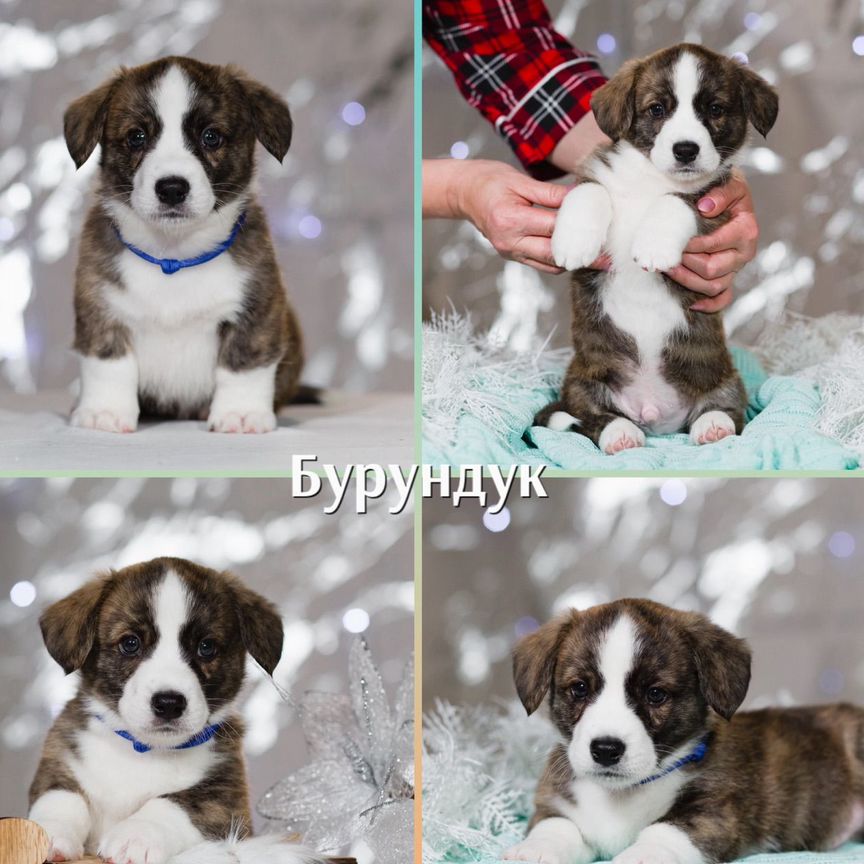 Вельш Корги Кардиган, щенок