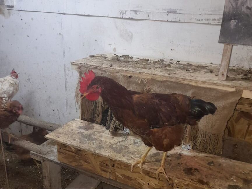 Отдам петуха