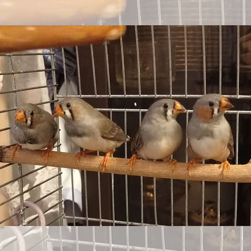 Птенцы амадинов