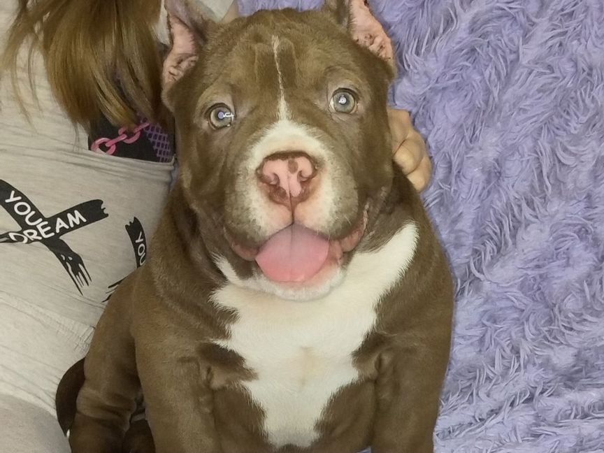 Американский булли брутал