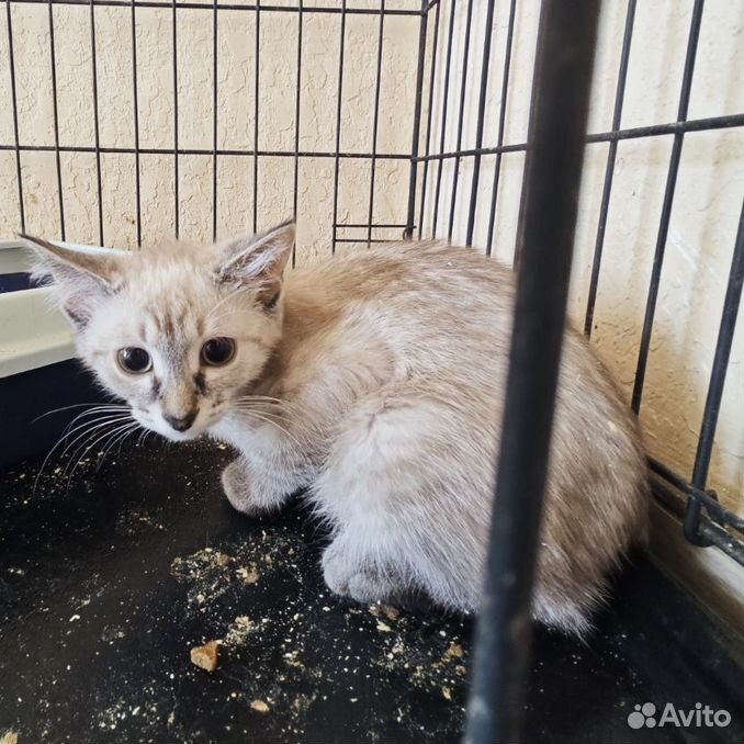 Сиамский котёнок в добрые руки