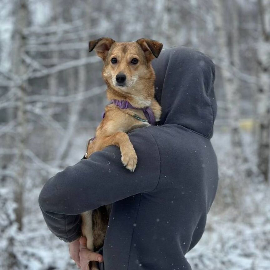 Маленькая рыжая собачка в добрые руки в дар