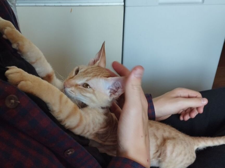 Котята сфинкс