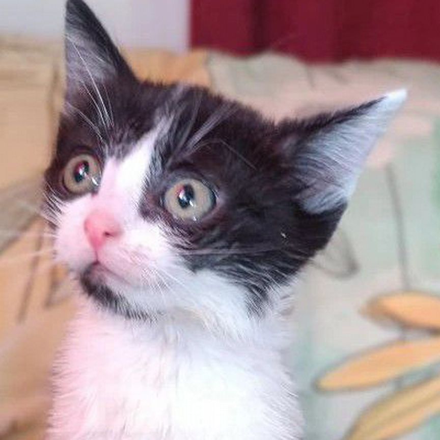 Котёнок в добрые руки