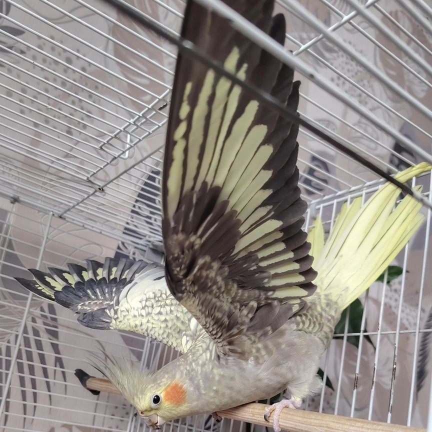 Попугай корелла