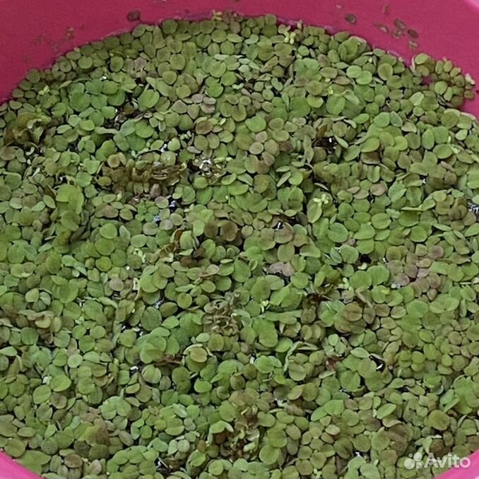 Аквариумные растения Сальвиния Ряска