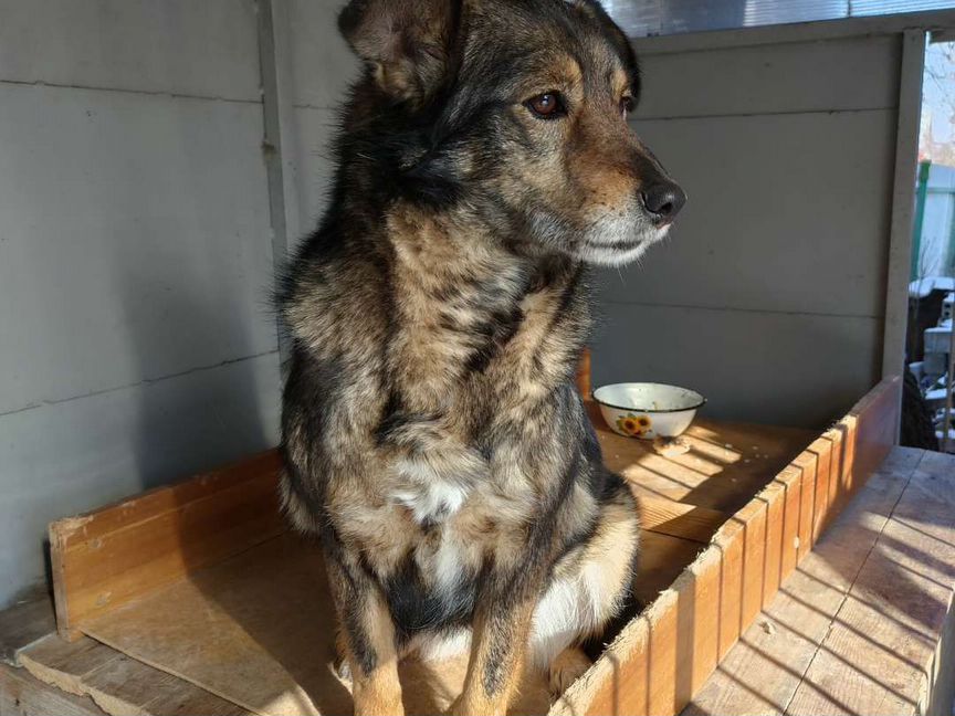 Собака Пальма. В добрые руки