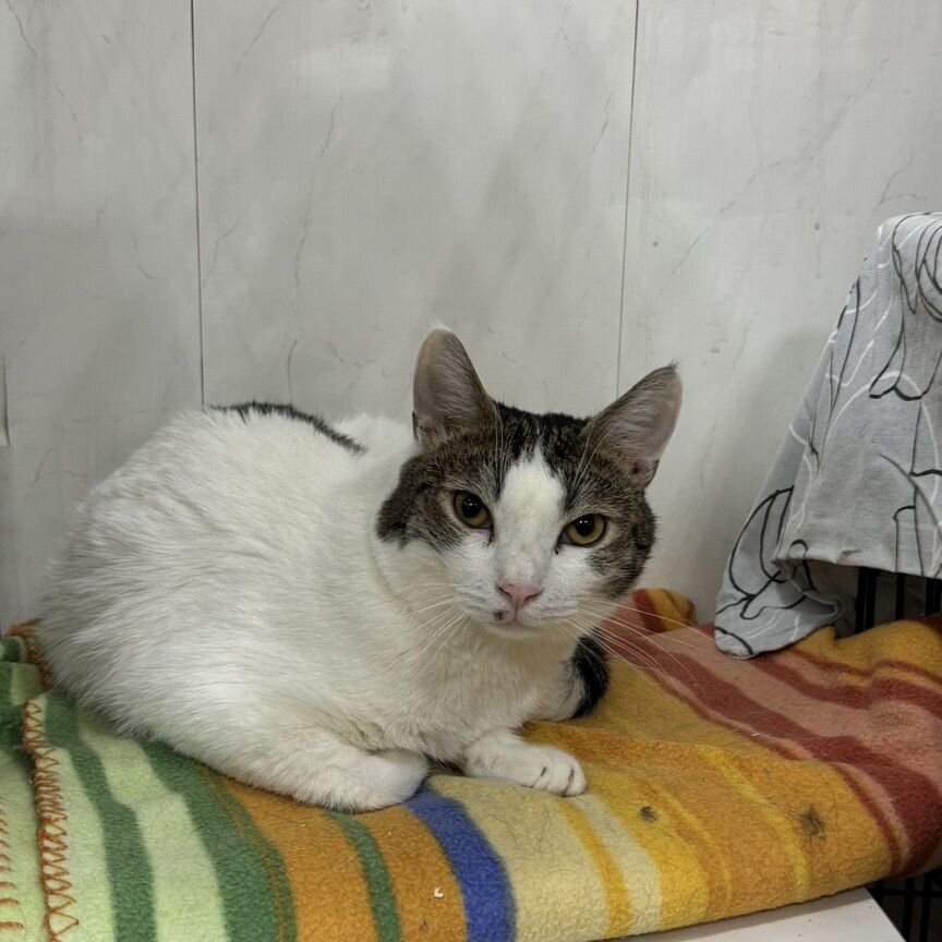 Котенок 7 месяцев