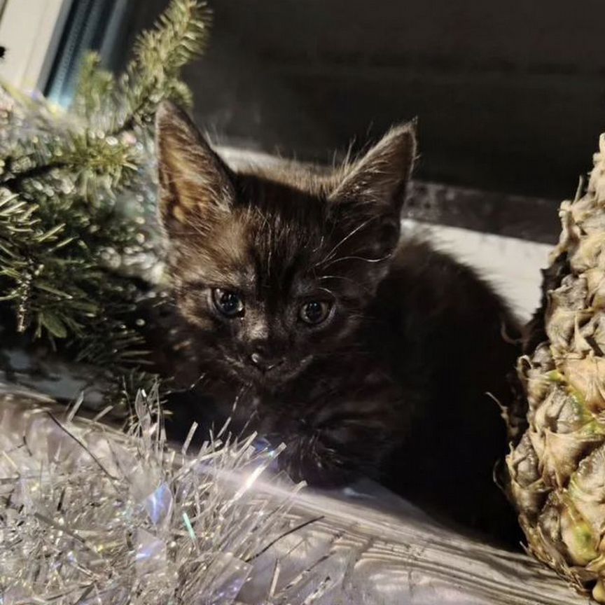 Мейн-кун котёнок