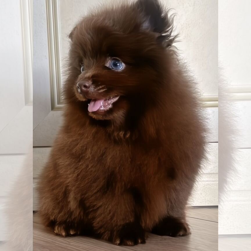 Немецкий шпиц, щенок